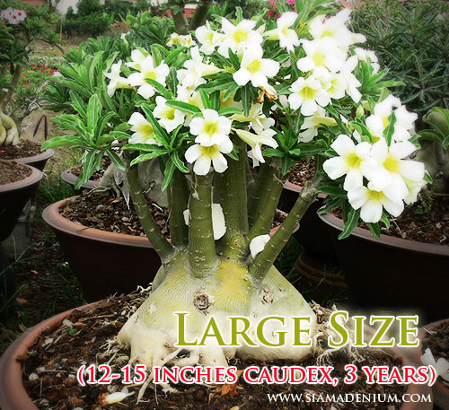 Medium Large Adenium Grafting